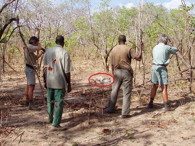 A Wounded Leopard - Serious Problem | Larry's Short Stories