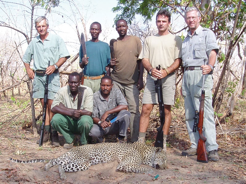 A Wounded Leopard - Serious Problem | Larry's Short Stories