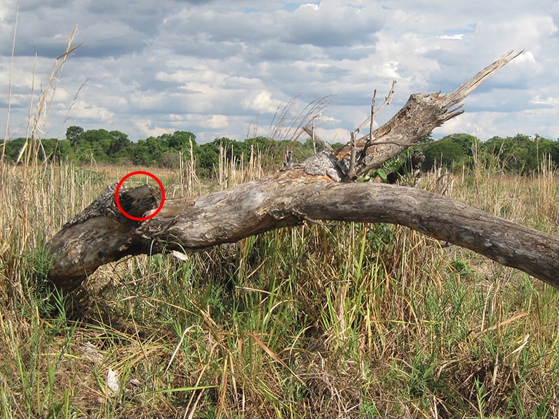 Robbing a Honey Tree | Larry's Short Stories