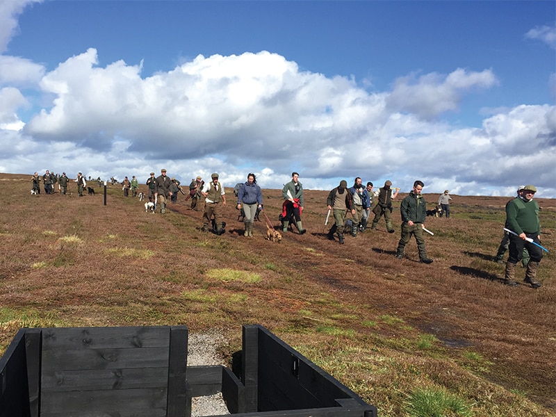 Driven Grouse Shooting | Larry's Short Stories