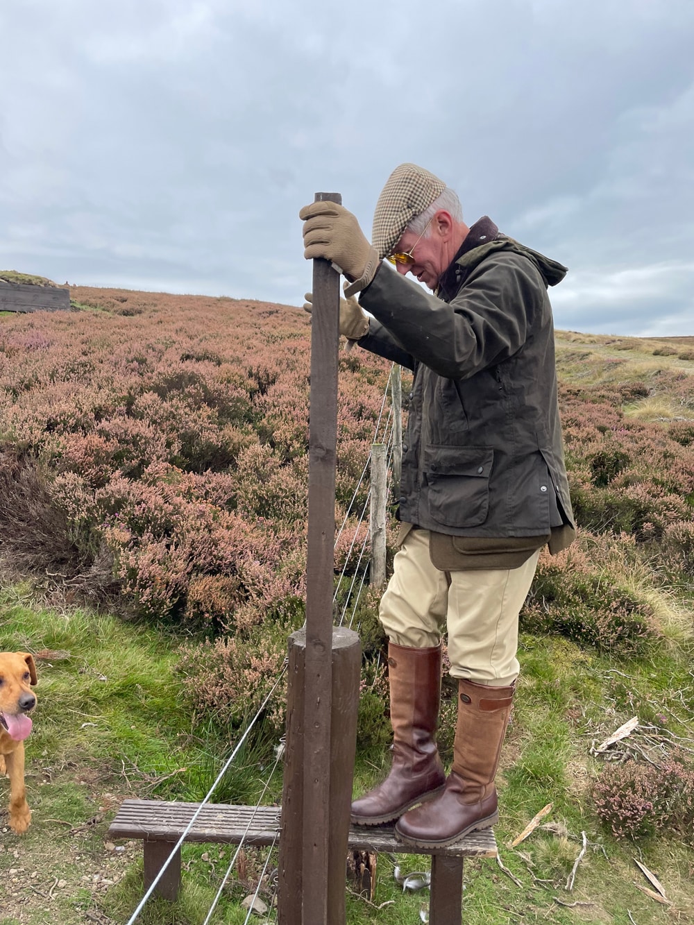 Red Grouse at Hadrian's Wall | Larry's Short Stories