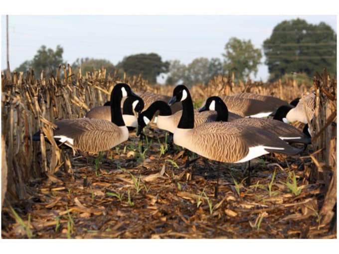 Higdon Super Mag Full Form Active Canada Goose Shell Decoy 6PK