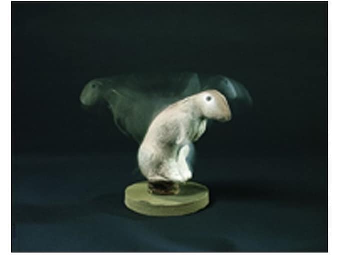 Featherflex Rigor Rabbit Motorized Predator Decoy