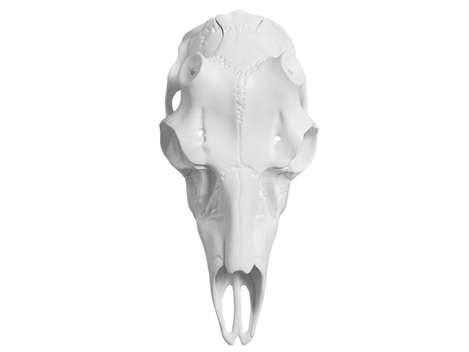 Mountain Mike's Medium Skull Master Deer Antler Mounting Kit Polymer