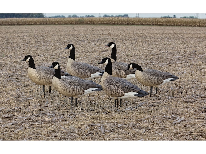 Avian-X Painted Active Lesser Goose Decoy 6PK