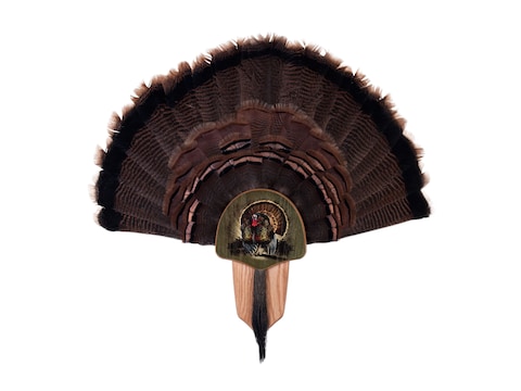 Turkey Tail Fan Logo