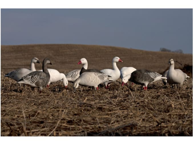 GHG Pro-Grade Full Body Snow Goose Decoys Harvester Pack of 12