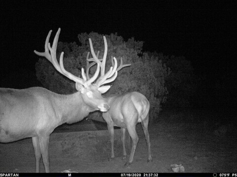 Ghost On Deer Camera