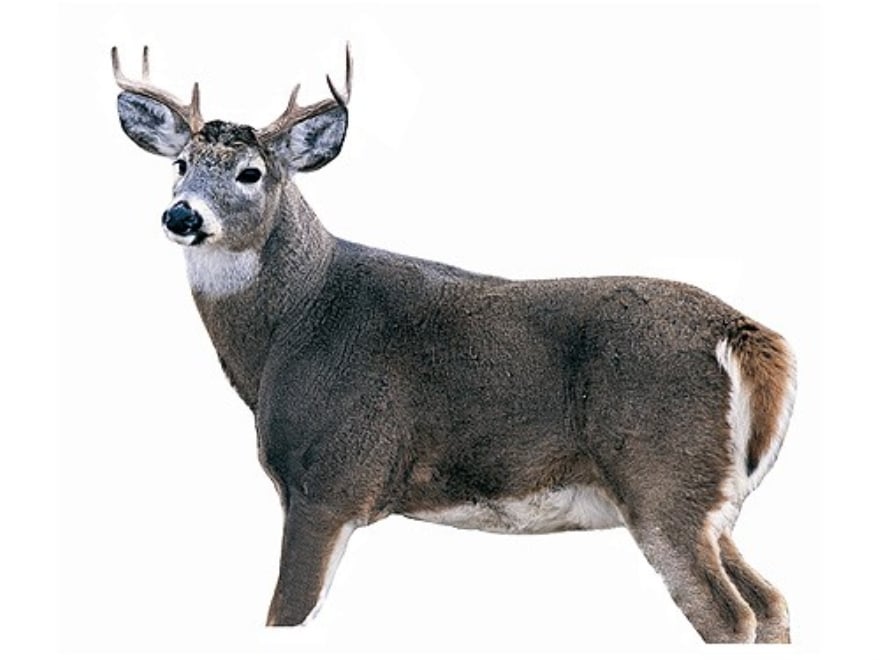 Montana Decoy Buck Deer Decoy Cotton, Polyester Steel