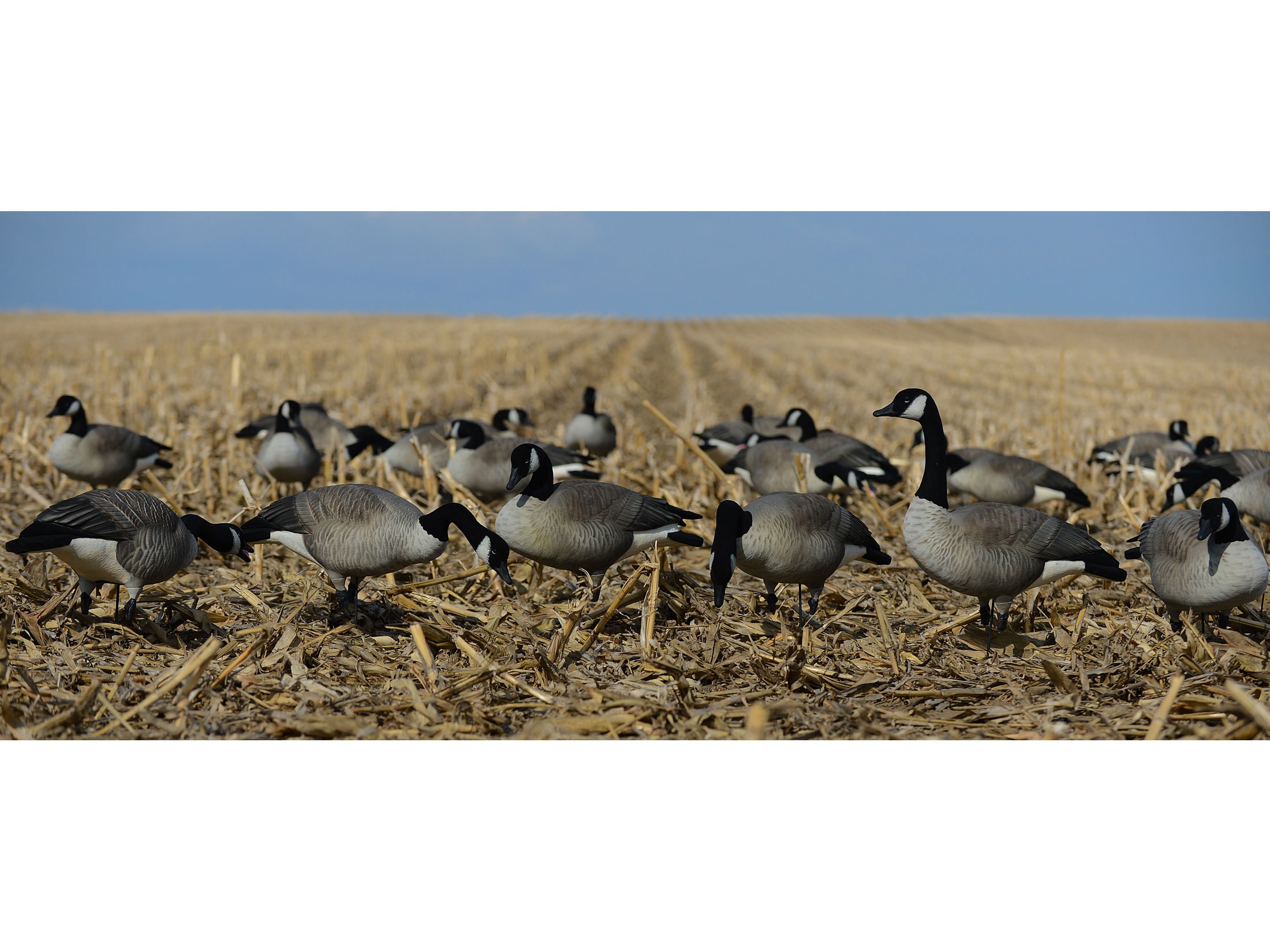 GHG FFD Elite Honker Harvester Full Body Goose Decoy 6PK