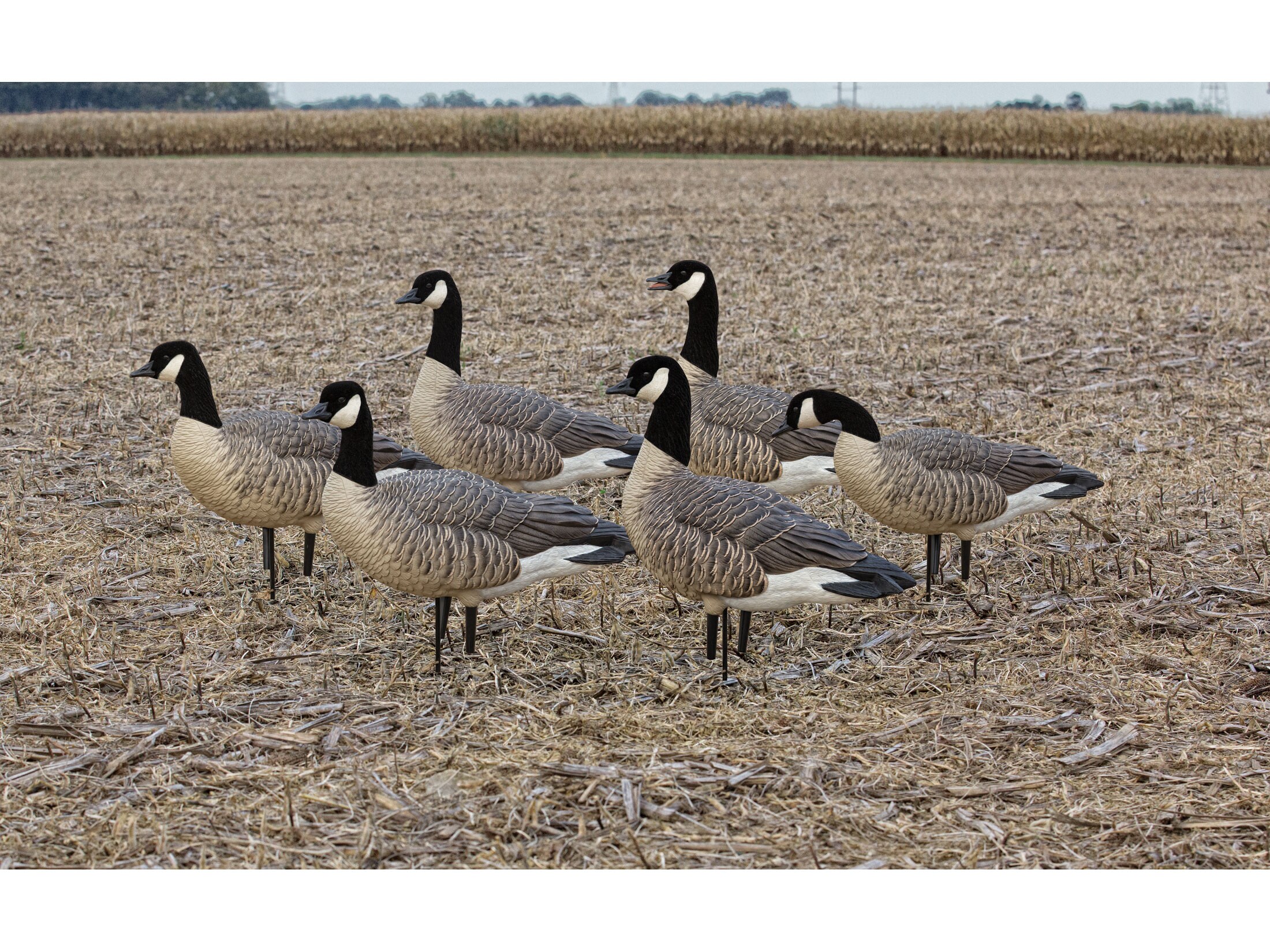 Avian-X Flocked Active Lesser Goose Decoy 6PK