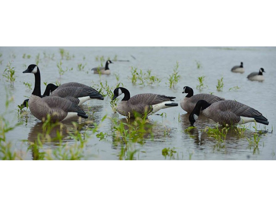 GHG Commercial Grade Full Body Harvester Pack Canada Goose Decoy 6PK