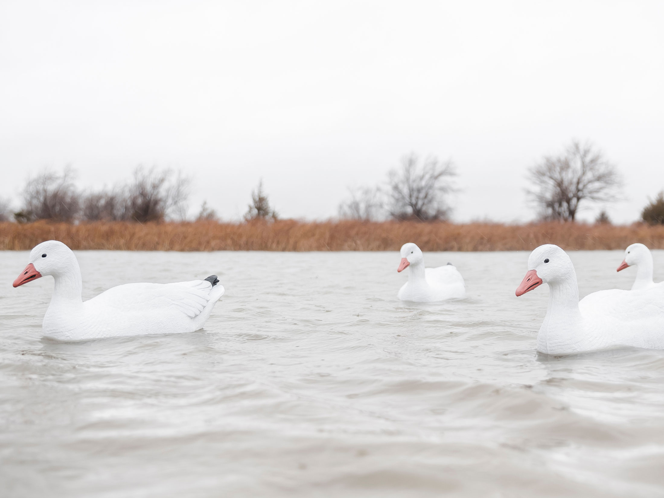 Tanglefree Pro Series Snow Goose Floater Decoy 4PK