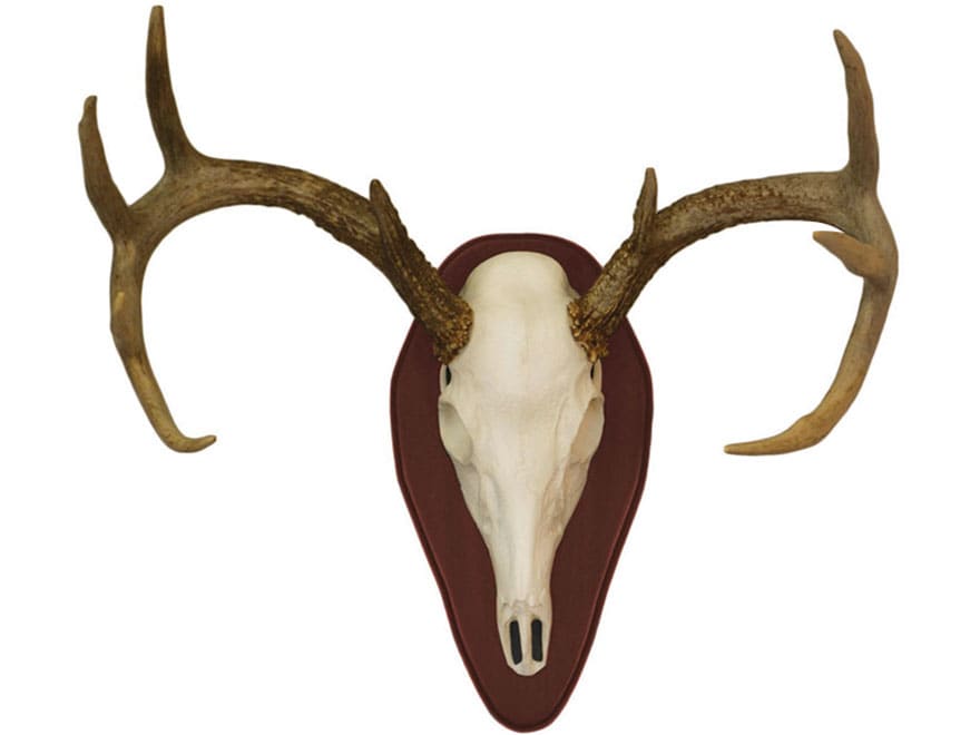 Hunter's Specialties Euro Half Skull Deer Mounting Kit
