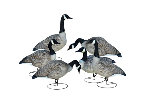 Final Approach Livecraft Mixed Full Body Canada Goose Decoy Pack of 6