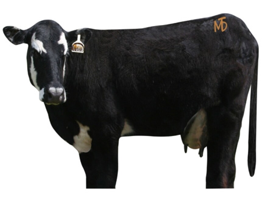 Montana Decoy Moo Cow Decoy Cotton, Polyester Steel