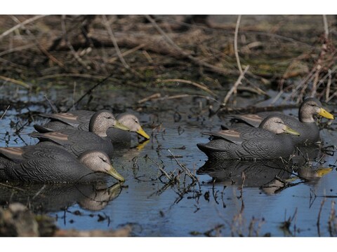 GHG Pro-Grade Pre-Texas Rigged Harvester Pack Black Duck Decoy Pack of