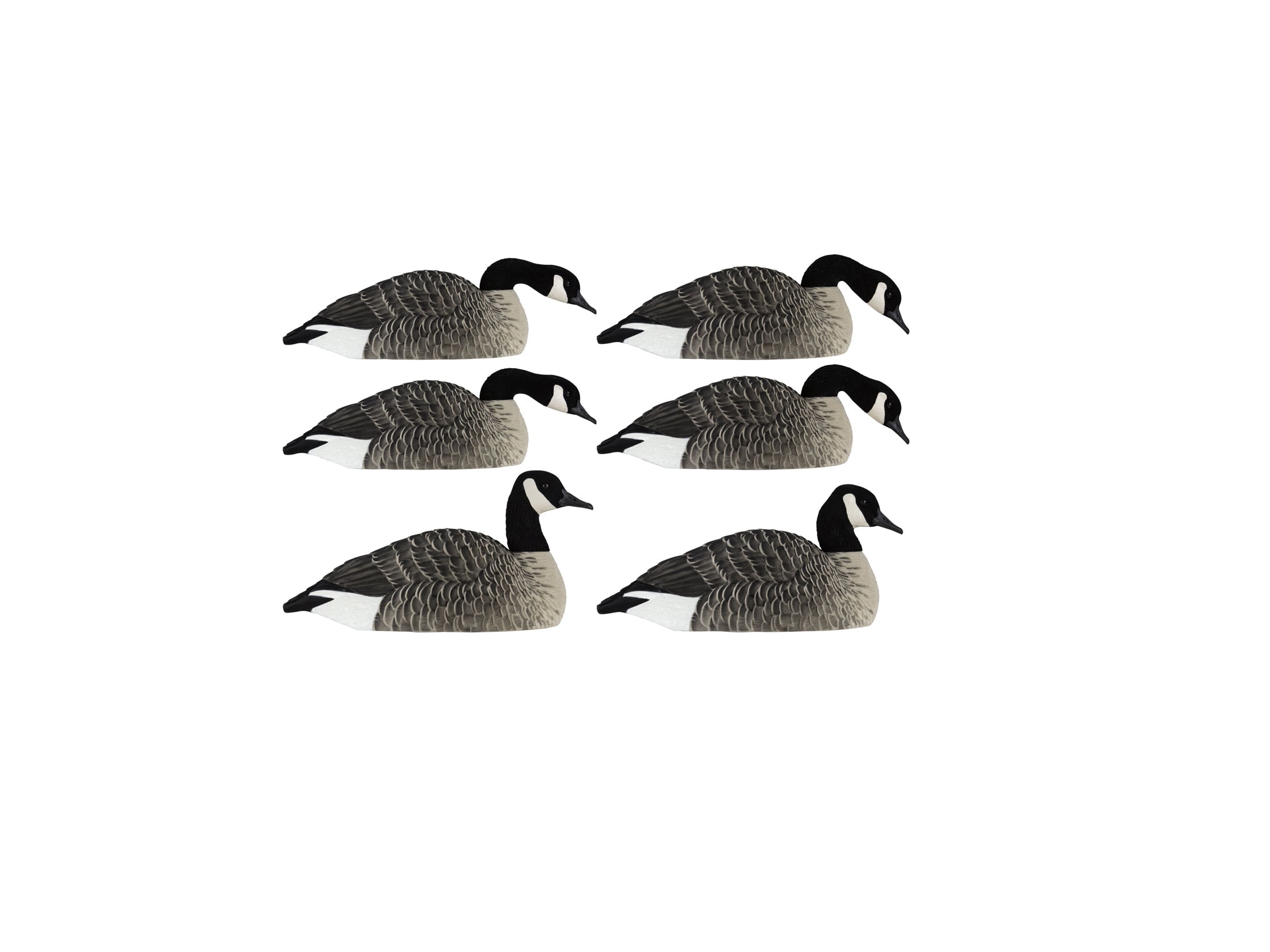 Avian-X Flocked Honkers Shell Canada Goose Decoy 6PK
