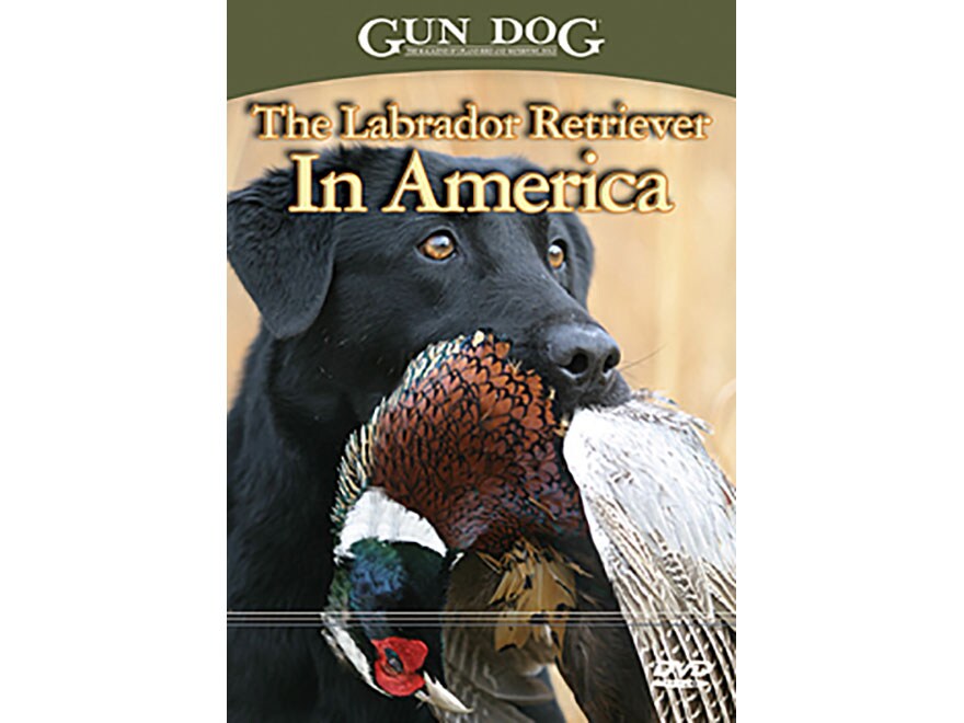 The Labrador Retriever America DVD