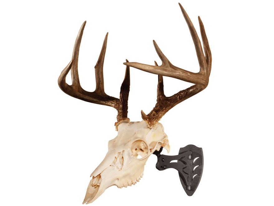 Skull Hooker Little Hooker European Mount Display Steel Robust Brown